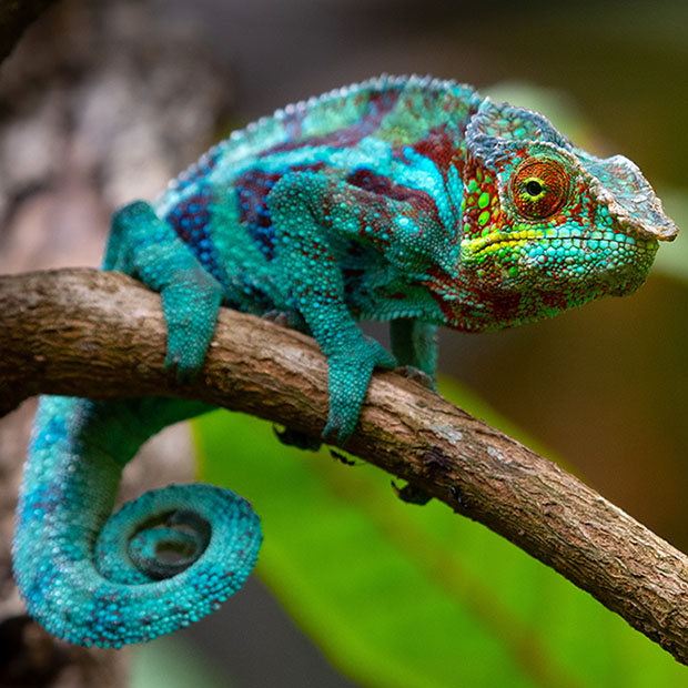 The Fascinating World of Animal Eyesight – Farragut TN | Farragut Eye ...